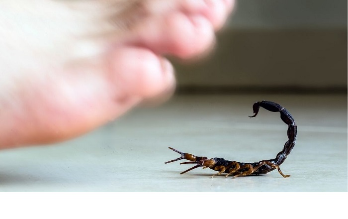 Alacran significado espiritual y significado del alacrán en la Biblia