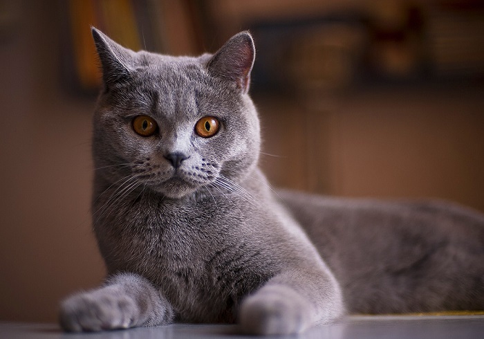 Gato gris significado espiritual y atigrado (según color gris)