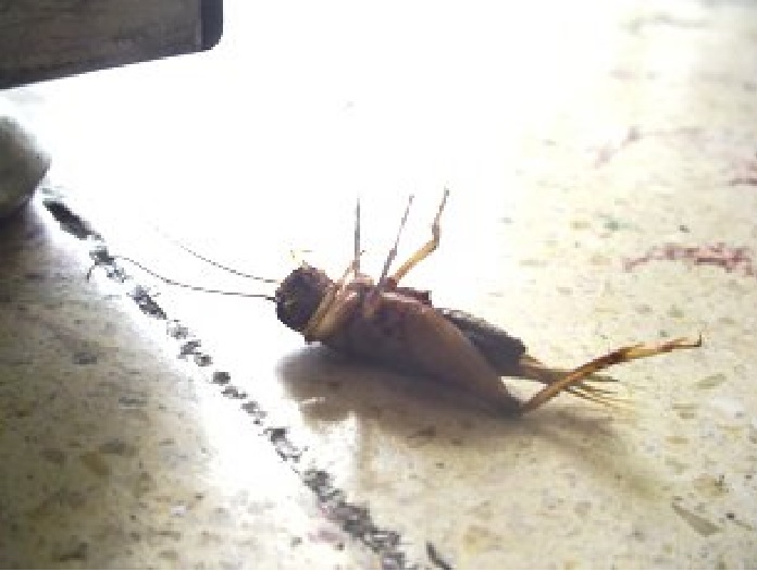 Que significa encontrar un grillo muerto en casa o grillos muertos